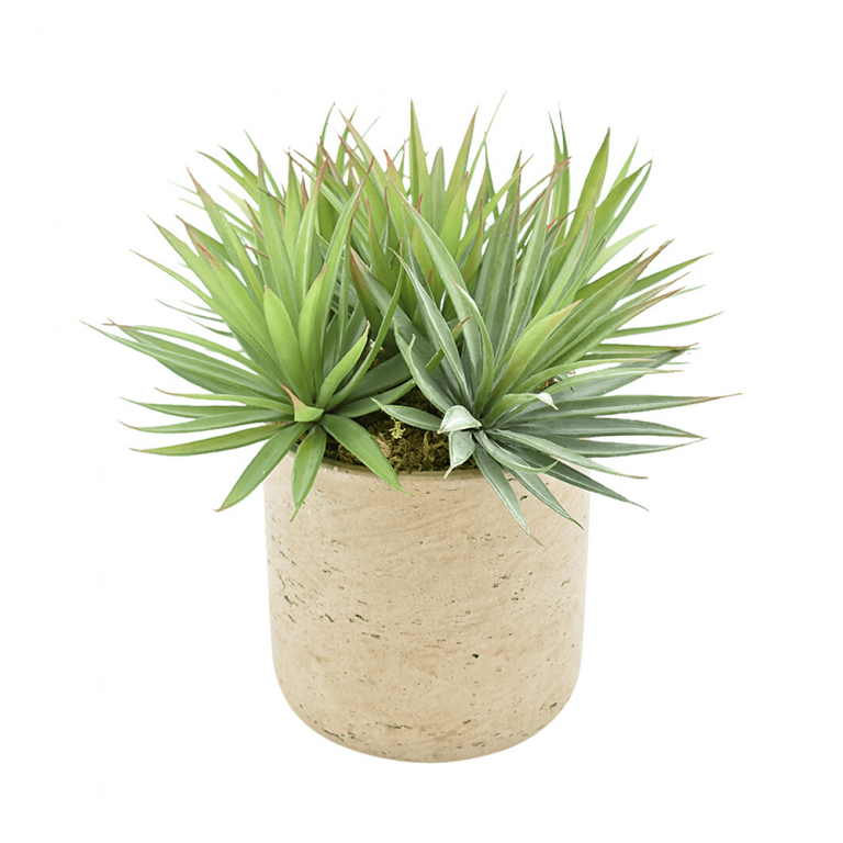 Yucca Arrangement in Round Pot – Creative Displays and Designs inc