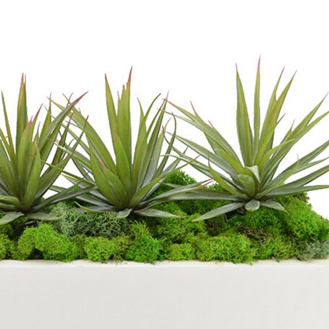 Spiked Cactus and Moss Arranged in Planter – Creative Displays and ...
